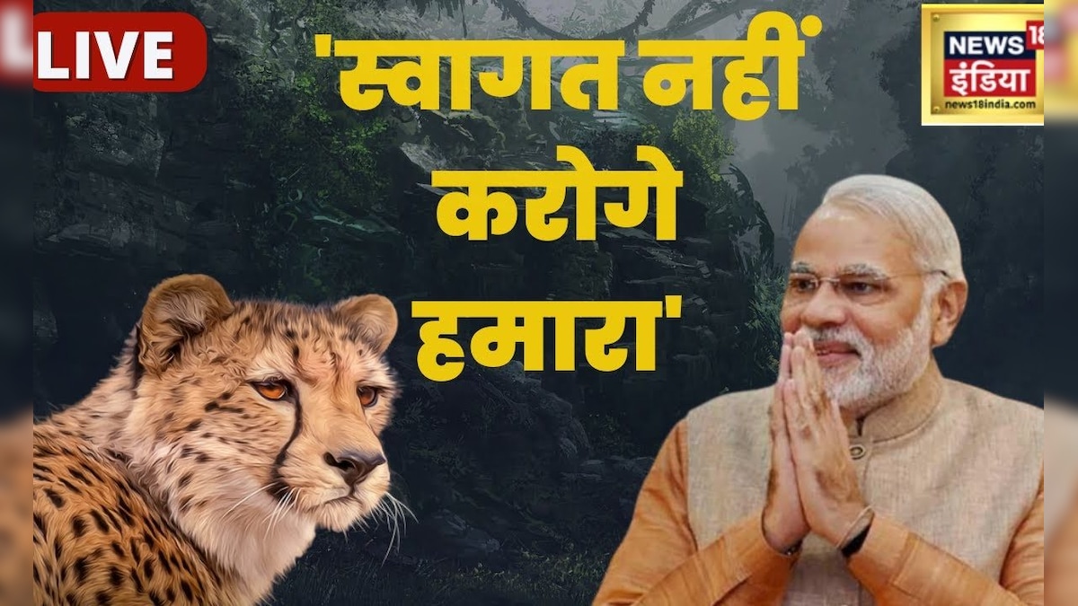 Live News | Cheetahs Back To India | PM Modi Birthday Gift | Kuno ... Live News | Cheetahs Back To India | PM Modi Birthday Gift | Kuno ...
