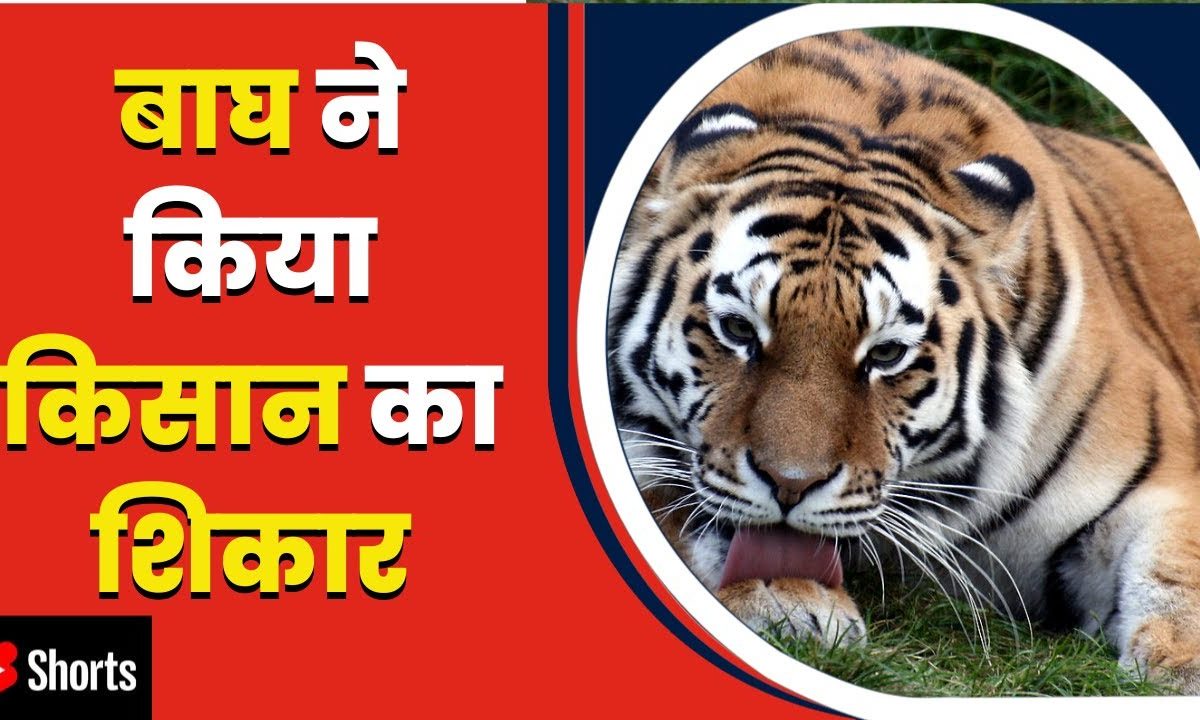 Bihar: Tiger ने गन्ने के खेत में किसान पर किया वार, मृतक की पत्नी का रो ...