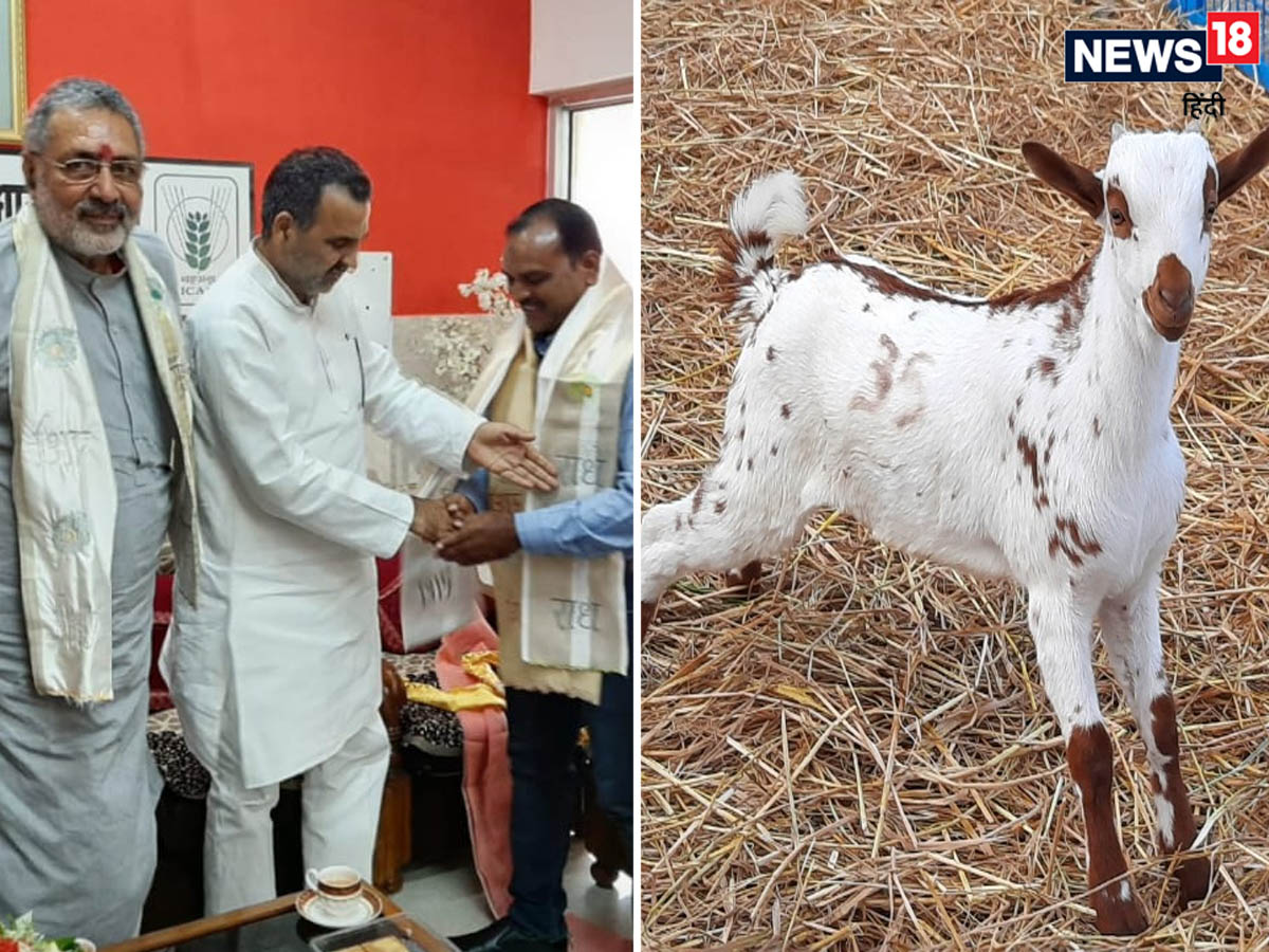 कान्हा की नगरी में बकरी दूध में क्वालिटी लाने के लिए राशिद का अनोखा ...