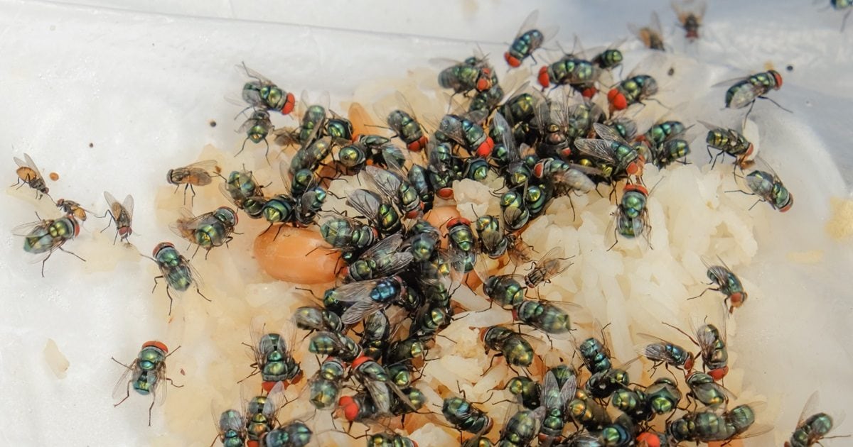 संक्रमण के मामले में क्यों नजरअंदाज किया जाता है मक्खियों को? - house ...