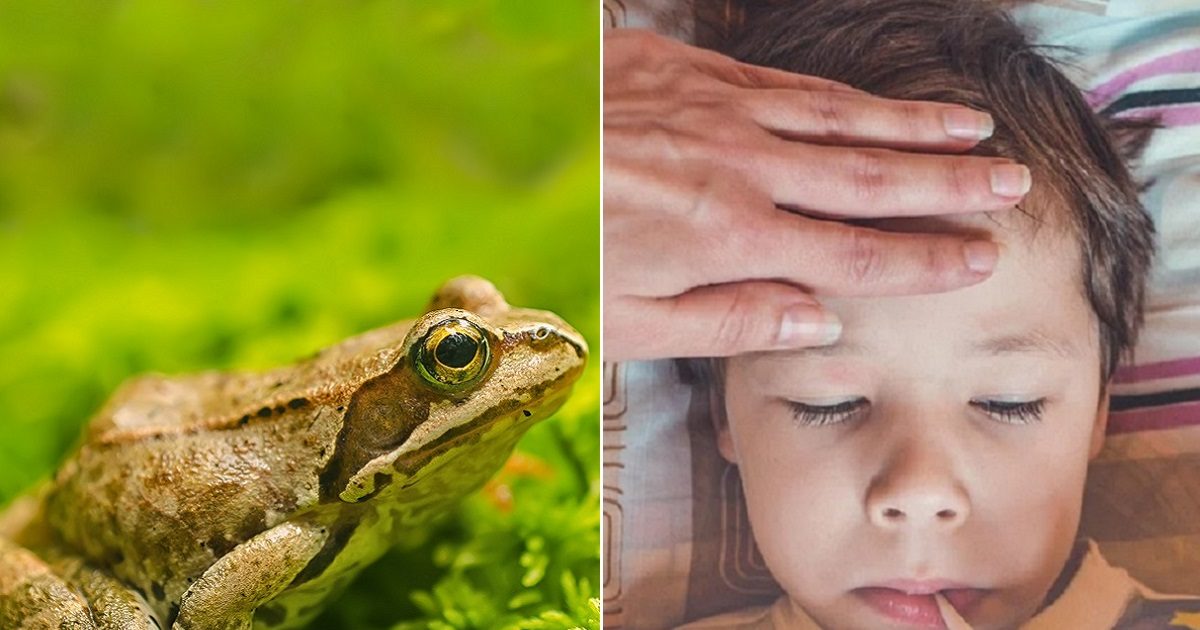 आखिर मेंढक के गायब होने से कैसे बीमार होने लगे लोग - the frogs vanished ...