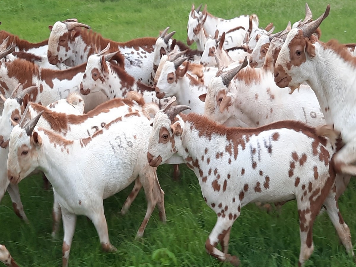 हजारों करोड़ रुपये का हुआ तेजी से बढ़ता बकरी पालन, जानें वजह - goat ...