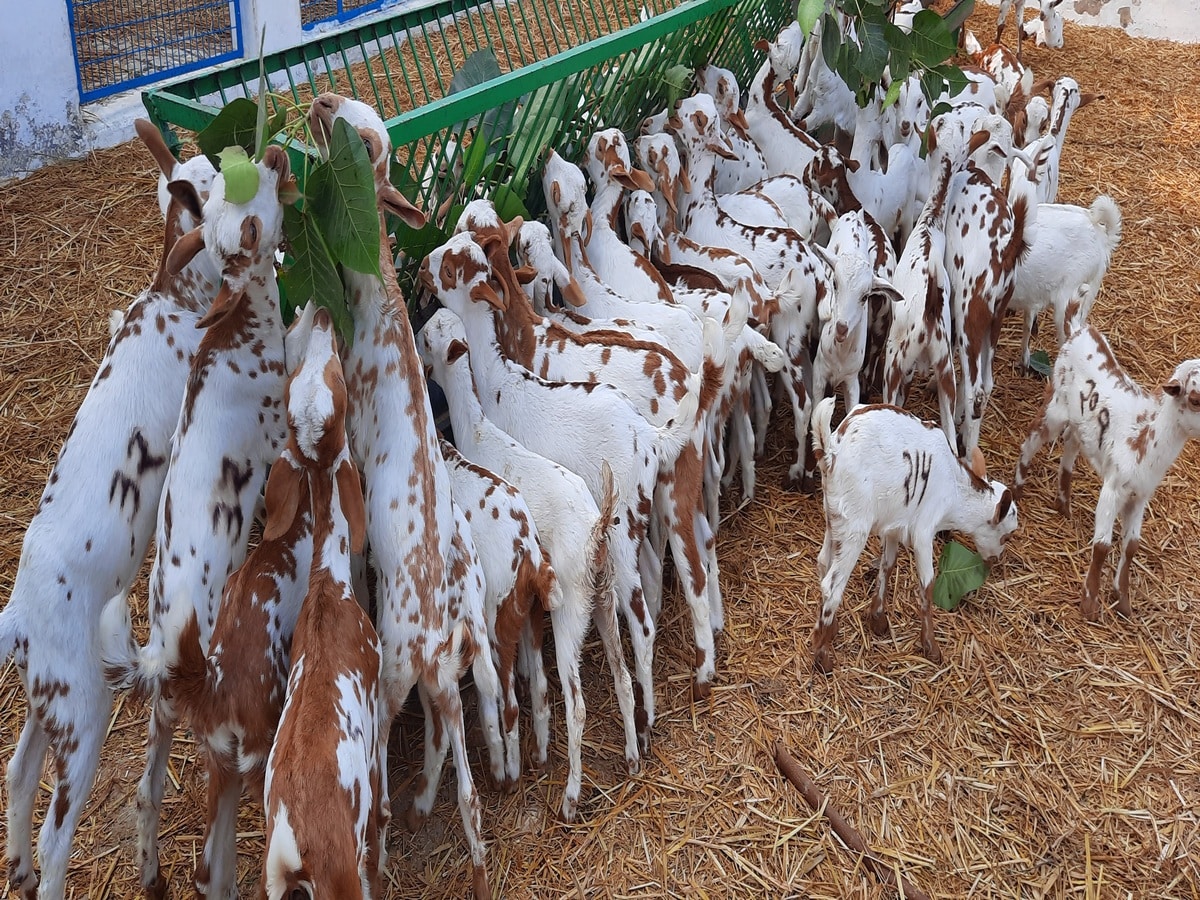 दुनियाभर के 15 सौ डेयरी एक्सपर्ट जानेंगे, कैसे Indian बकरी दे रहीं ...