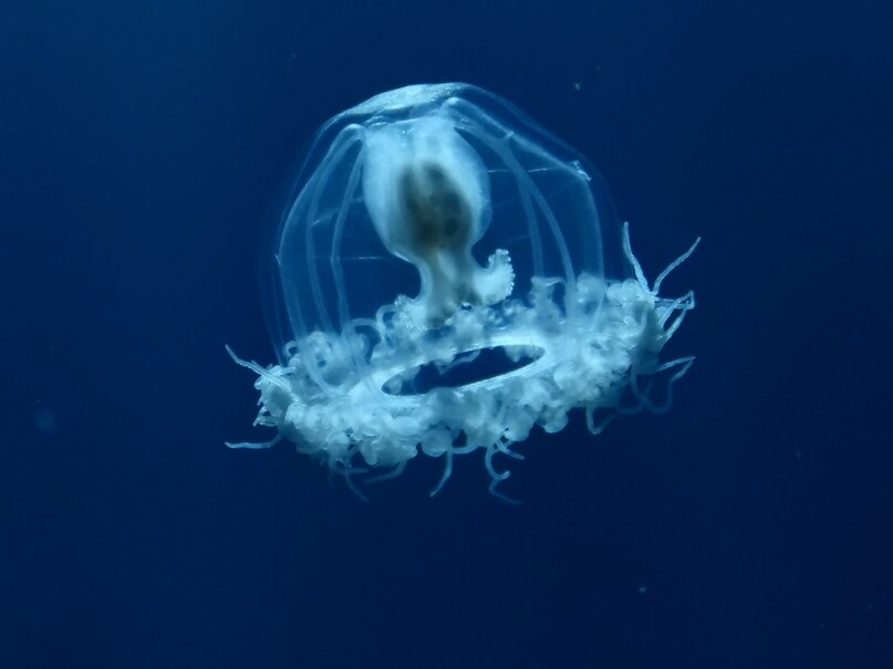 जेलीफिश क्यों होती हैं 'अमर', क्या इंसानों में भी पनप सकते हैं ऐसे गुण ...