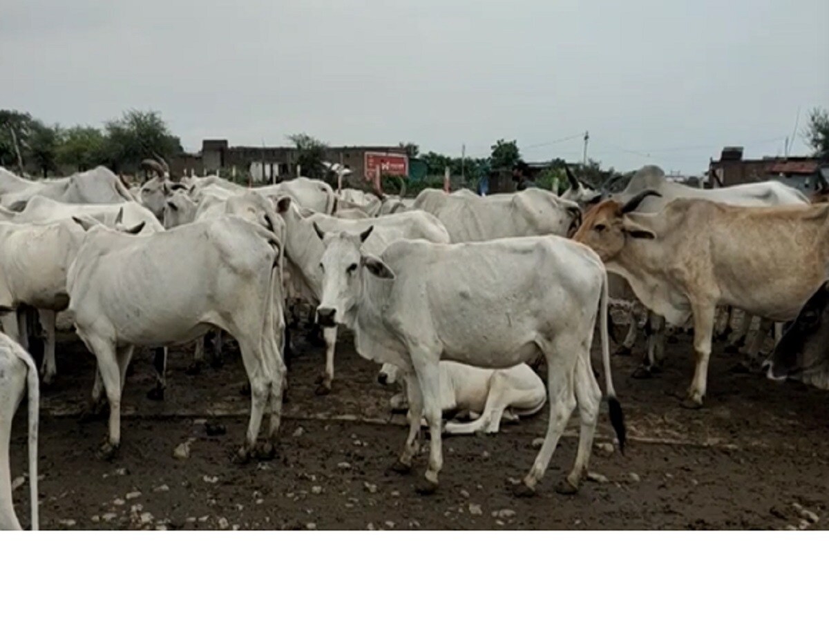 सावधान! मध्य प्रदेश में भी आ गया लम्पी वायरस, मंदसौर में 2 गायों की मौत ...