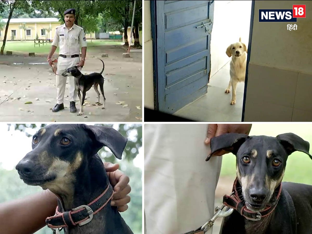 MP पुलिस में पहली बार 19 देसी डॉग शामिल, जवानों की तरह हुई ट्रेनिंग ...