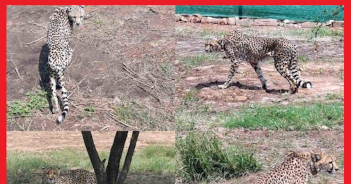 नामीबिया के चीतों को रास आया भारत, जल्द होगा नामकरण, पढ़ें कैसी चल रही ...