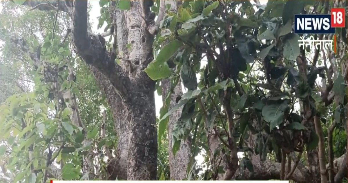 Nainital: औषधीय गुणों से भरपूर है तिमिल का पेड़, जानें श्राद्ध में ...