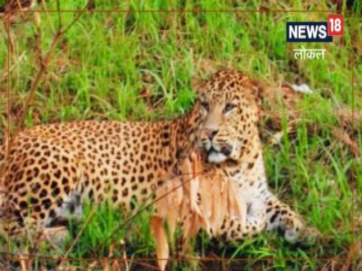 पिथौरागढ़ में लगातार बढ़ रहा गुलदार का खतरा, जिला प्रशासन ने जारी किया ...