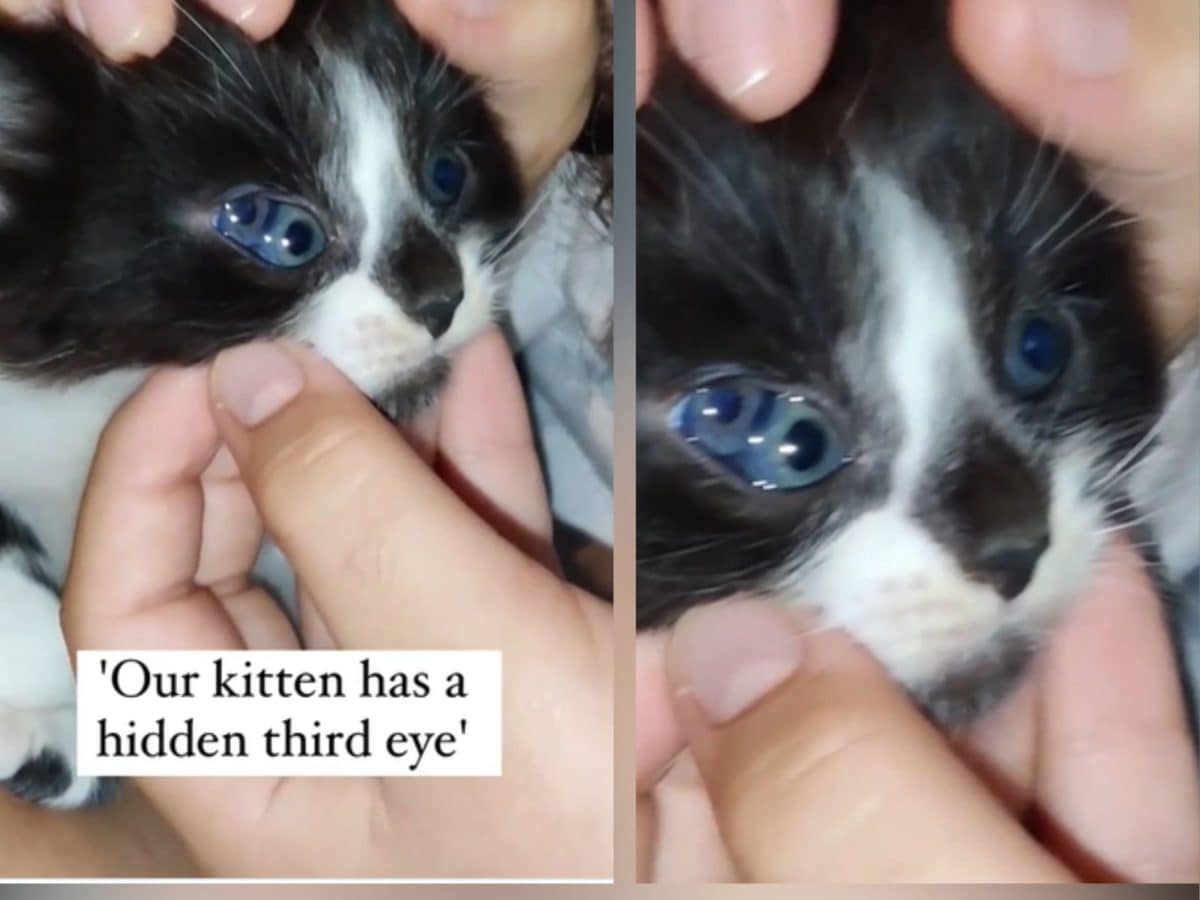 महिला ने शेयर किया तीन आंखों वाली बिल्ली का वीडियो, देखकर अचरज में पड़ ...