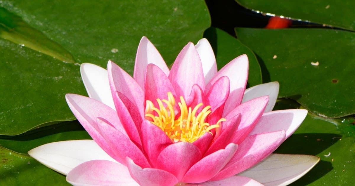घर में भी उगा सकते हैं कमल का खूबसूरत फूल, फॉलो करें आसान टिप्स - how to plant lotus flower at ...