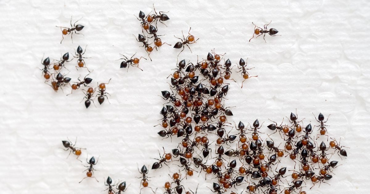 धरती पर चींटियों की कितनी है आबादी? वैज्ञानिकों ने बताया चौंकाने वाला ...