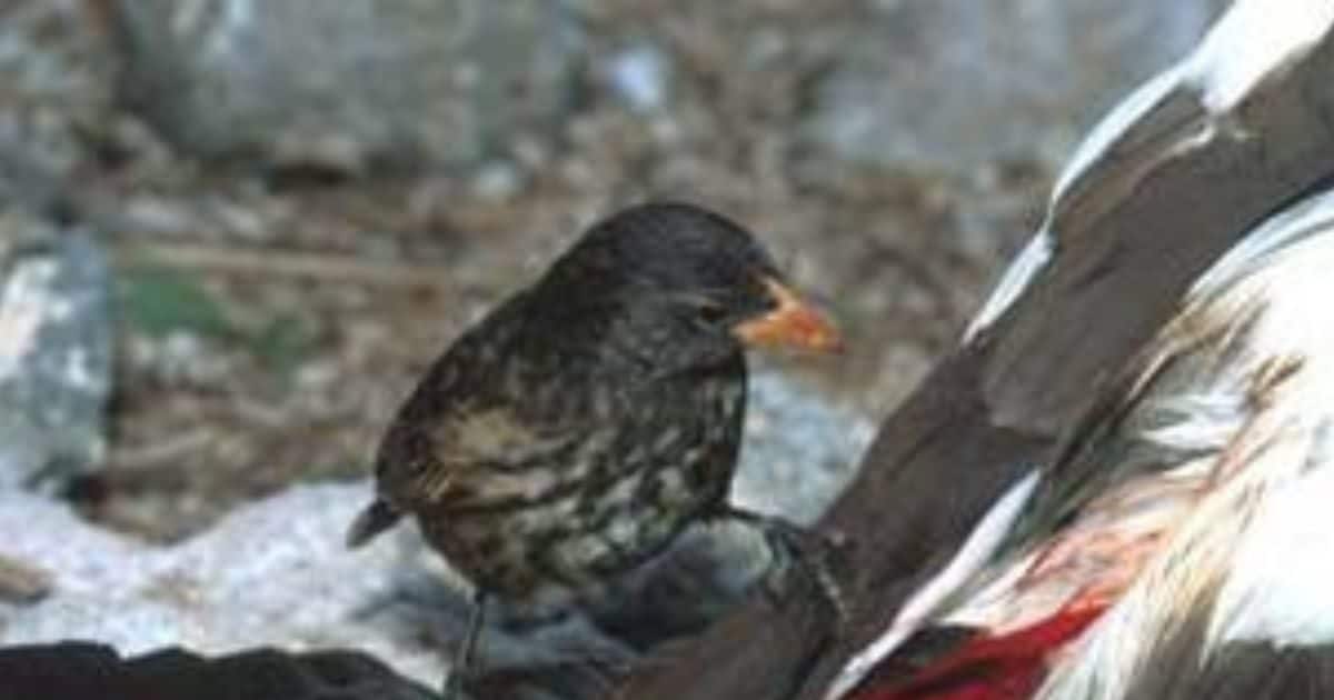 दूसरे पक्षियों का खून पीकर जिंदा रहती है चिड़िया, दिखने में है मासूम ...