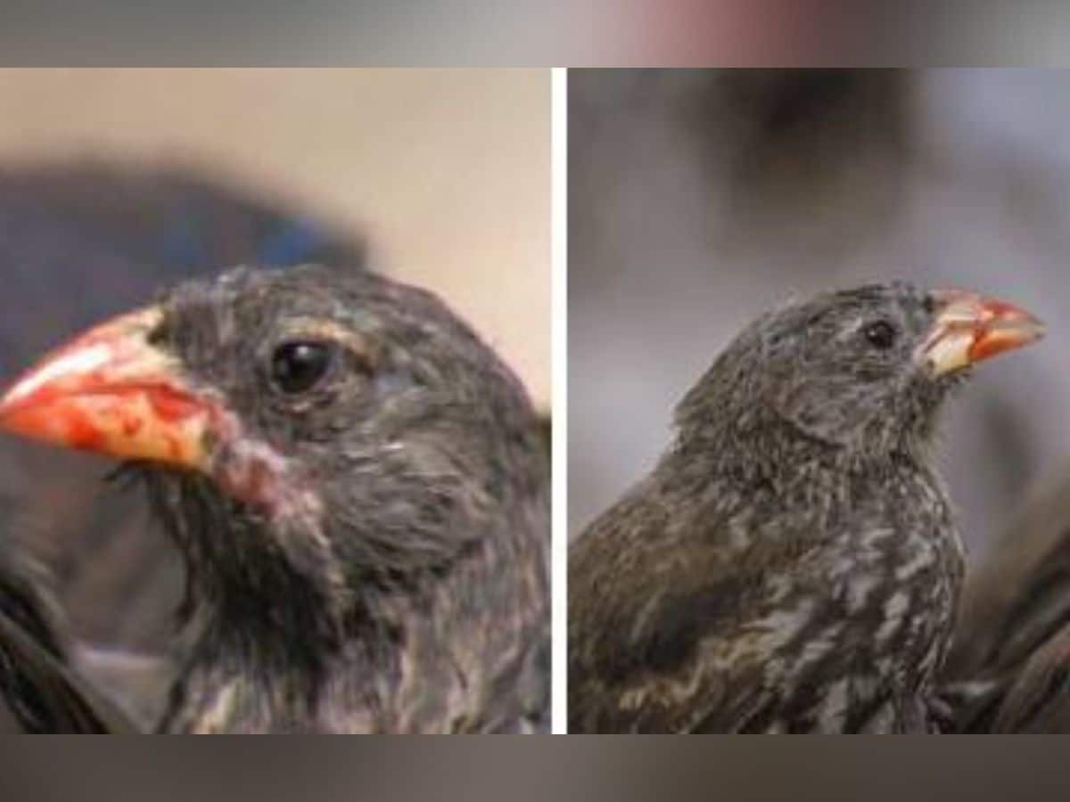 दूसरे पक्षियों का खून पीकर जिंदा रहती है चिड़िया, दिखने में है मासूम ...
