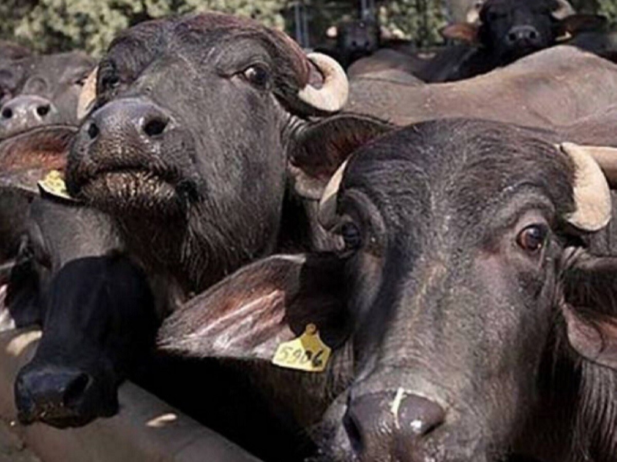 World Dairy Summit : इतनी खास क्‍यों है बन्‍नी भैंस, जिसका उल्‍लेख खुद ...