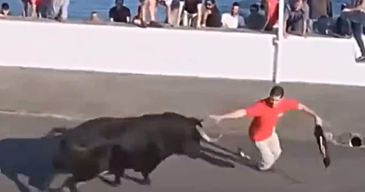 VIDEO: बैलों के सामने खड़े होकर लोग दिखा रहे थे अपनी हिम्मत, जानवर ने ...