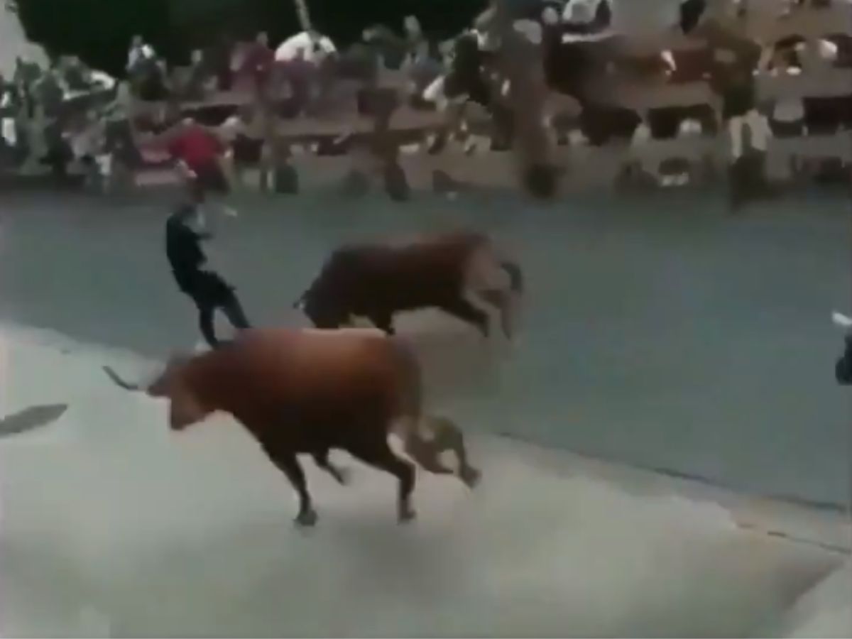 VIDEO: सड़क पर दौड़ते बैलों के सामने आ गया शख्स, मौत से जब हुआ आमना ...