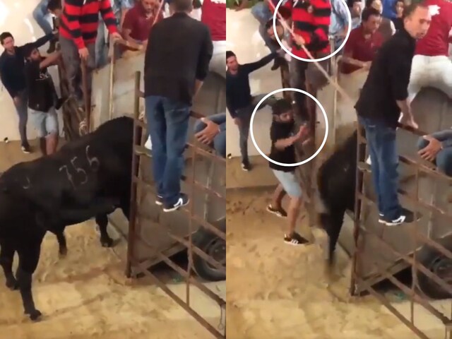बैल को परेशान करना पड़ा शख्स को भारी, जानवर ने मुंह पर जड़ दी लात! 1 ...