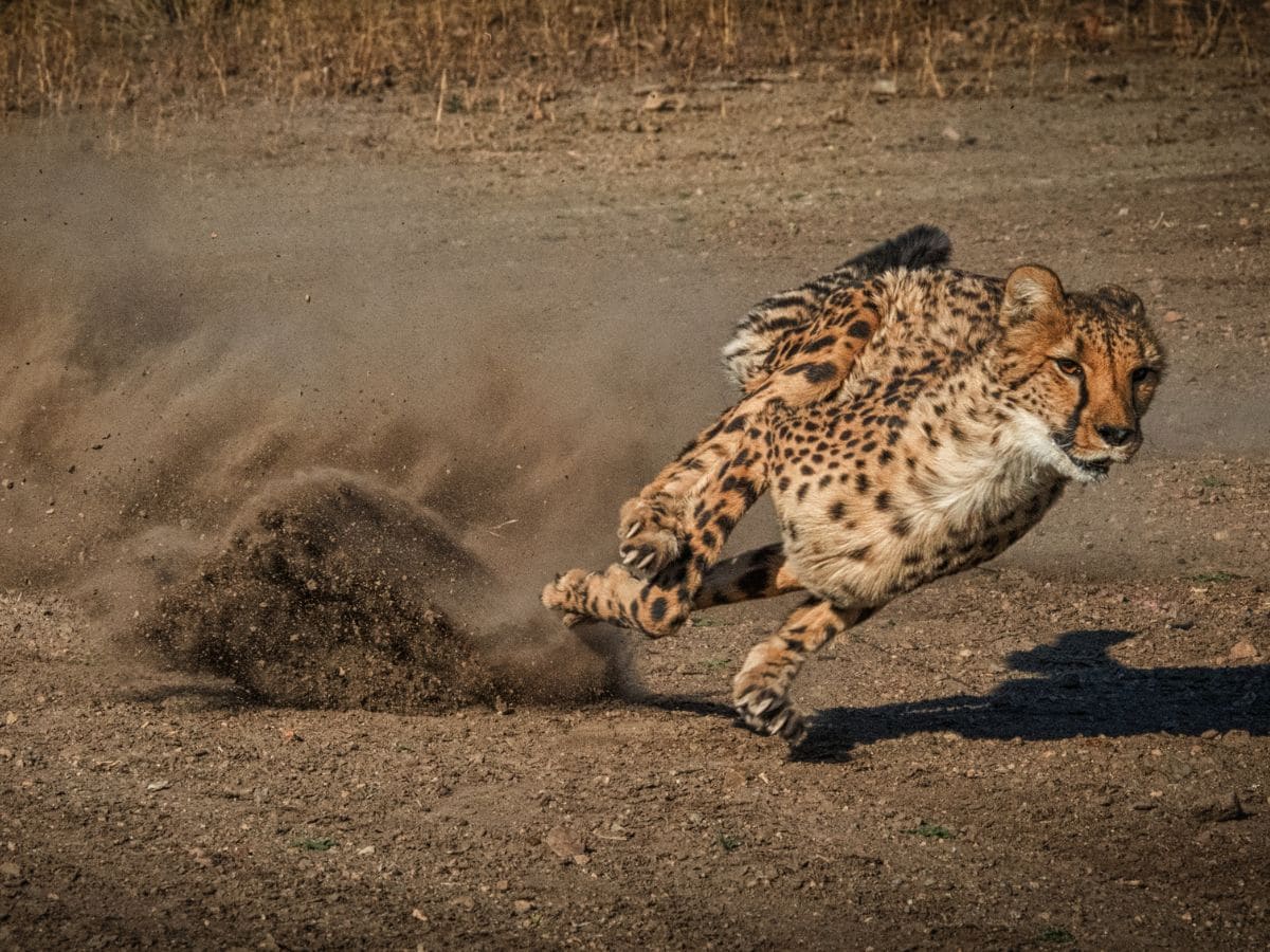 3 सेकेंड में 112 किमी प्रति घंटे की रफ्तार! कार नहीं, ये है दुनिया का ...