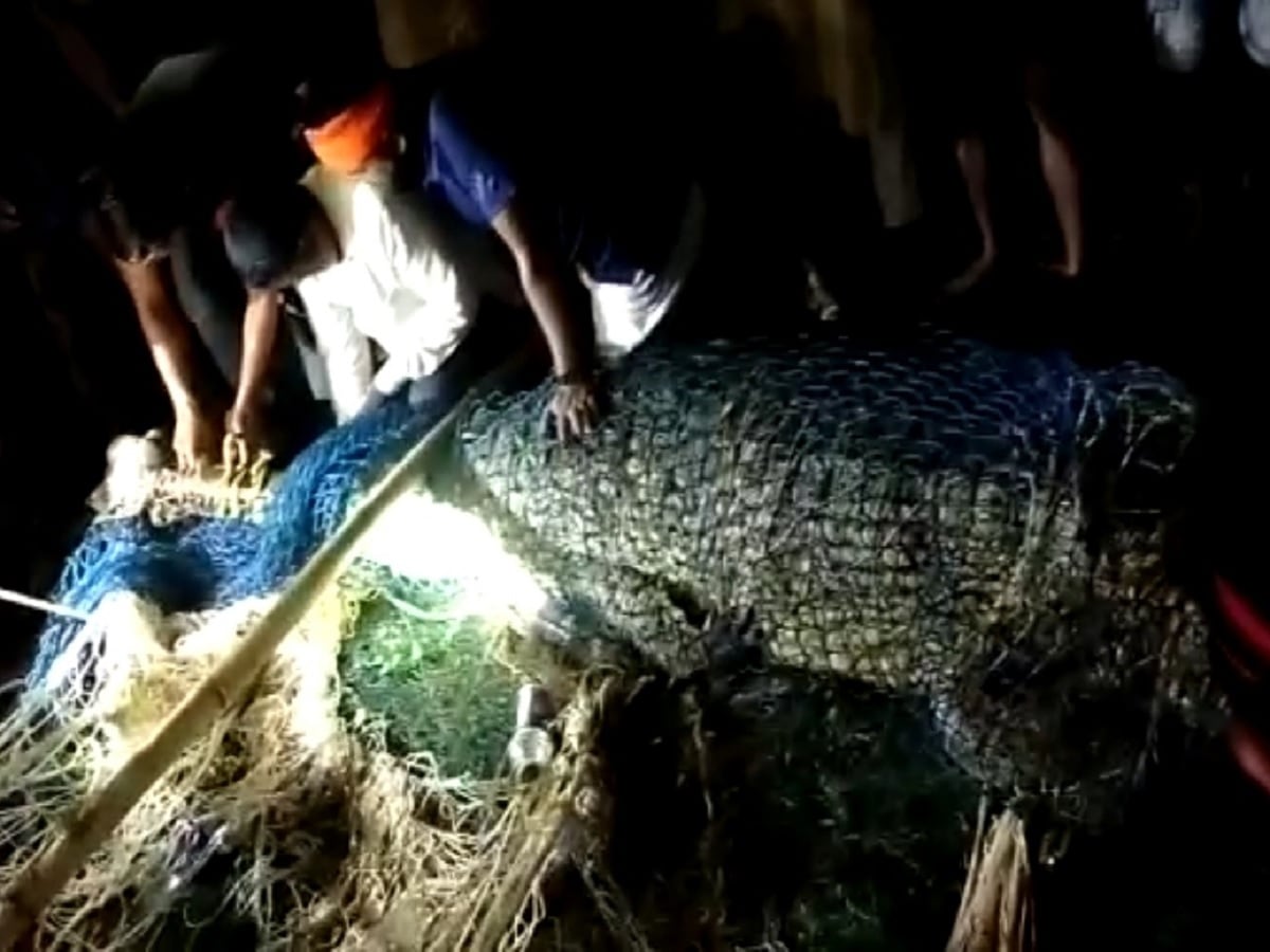 क्‍या आपने कभी 150 किलो का 12 फीट लंबा मगरमच्‍छ देखा है? वन विभाग ने 10 ...