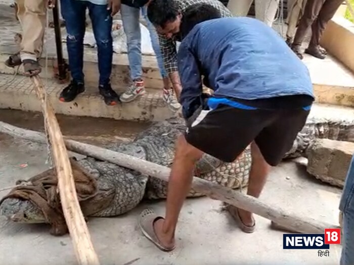 Crocodile Rescue Operation: 3 क्विंटल वजनी विशालकाय मगरमच्छ ने अटकाई ...