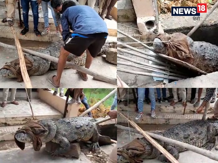 Crocodile Rescue Operation: 3 क्विंटल वजनी विशालकाय मगरमच्छ ने अटकाई ...