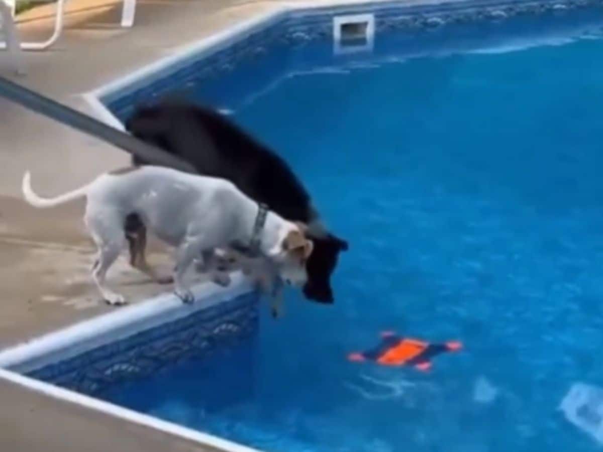 स्विमिंग पूल से कपड़ा निकालने के लिए भिड़ गए कुत्ते, एक ने की पूरी ...