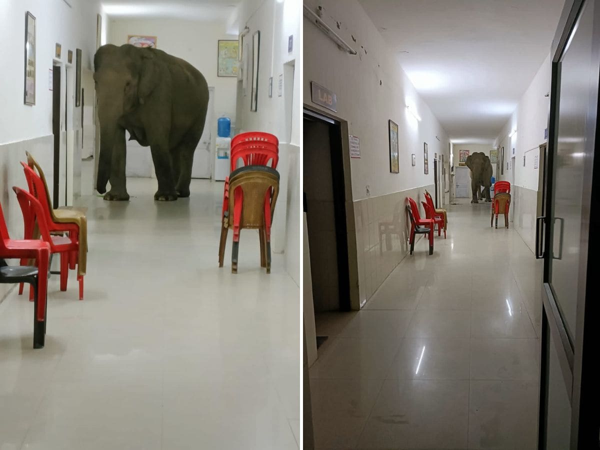 आर्मी अस्पताल में घुस आए हाथी, लगाने लगे चक्कर! लोगों ने कहा- 'स्पेशल ...