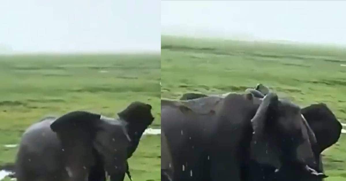 हाथी के बच्चे ने लिया जन्म तो देखभाल करने आईं मौसियां, वायरल हुआ प्यारा ...