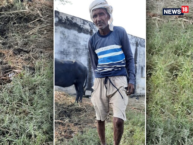 खेत में मौत का खतरा! किसानों की जान के दुश्मन बने जहरीले कीड़े, एक की ...