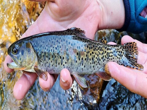 अमेरिका में 100 साल पहले विलुप्त हुई मछली प्रजाति वापस हुई पैदा, पढ़ें ...