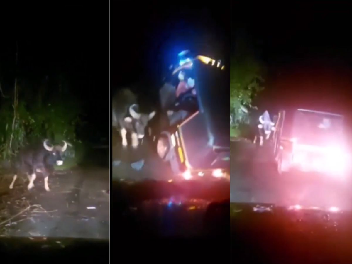 ऑटो रिक्शा के सामने आ गया जंगली बैल, एक वार से गाड़ी को हवा में उछाला ...