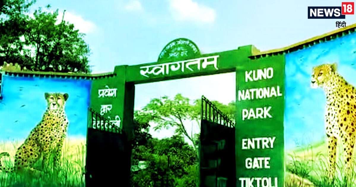 कूनो नेशनल पार्क में देखना है नामीबिया से आए चीते, तो ज़रूर बनाएं यहां ...