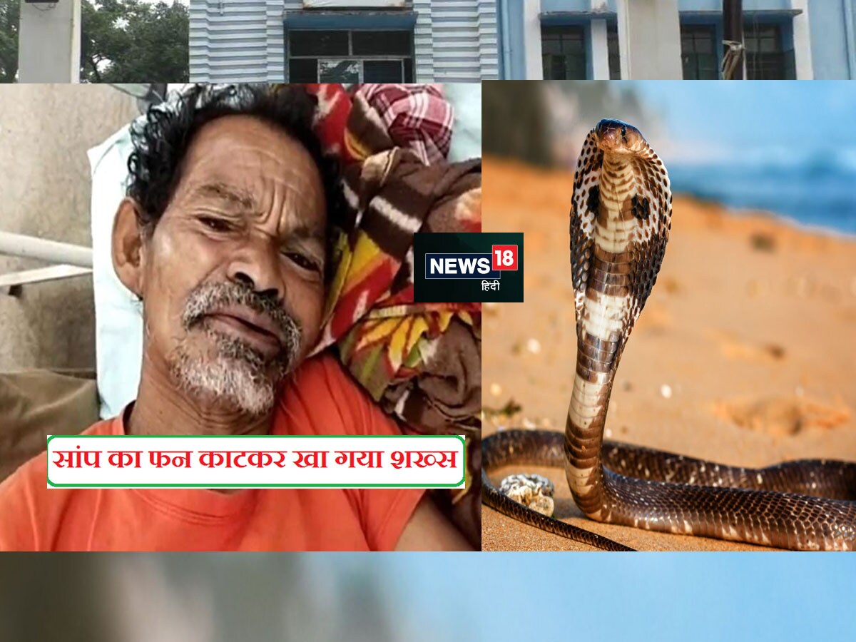 अनोखा मामला! सांप का फन काटकर धूप में सुखाया, फिर भूनकर खा गया शख्स ...