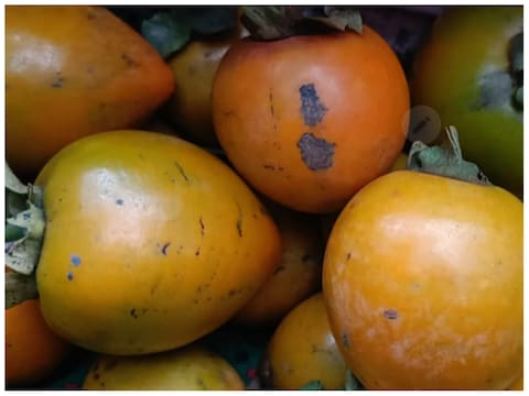 Kaaku Fruit : बड़ा फायदेमंद है पहाड़ का यह फल, कई बीमारियों को करता है ...