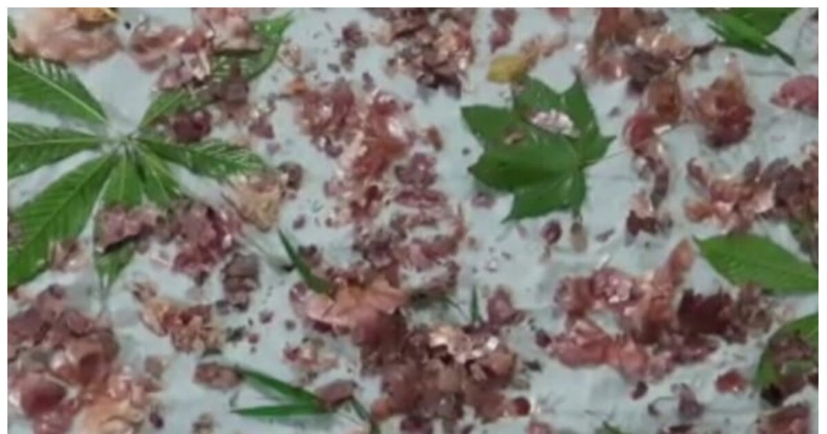 Video: सूखे फूलों की पंखुड़ियों और ऑर्गेनिक वेस्ट से 'चेली आर्ट्स ...