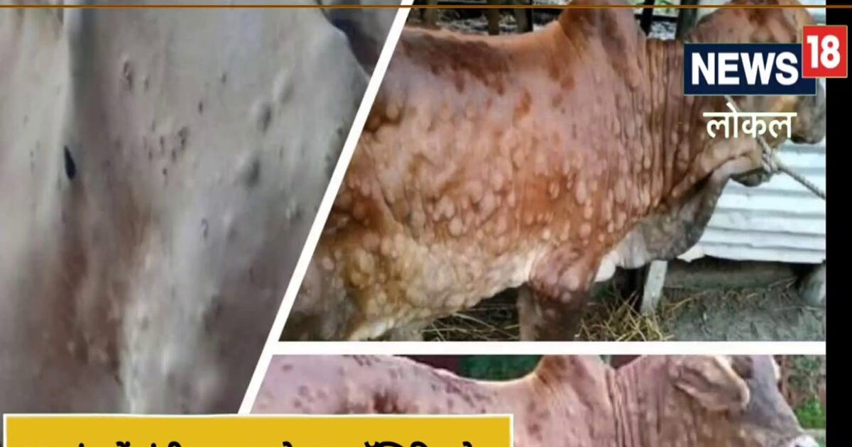 Lumpy Skin Disease: आगरा में लंपी वायरस का कहर जारी, 36 गांवों में 61 ...