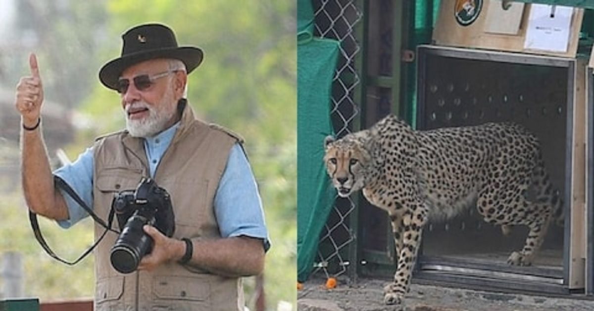 किसने की चीतों के साथ पीएम नरेंद्र मोदी की तस्‍वीर से छेड़छाड़, आएंगे ...