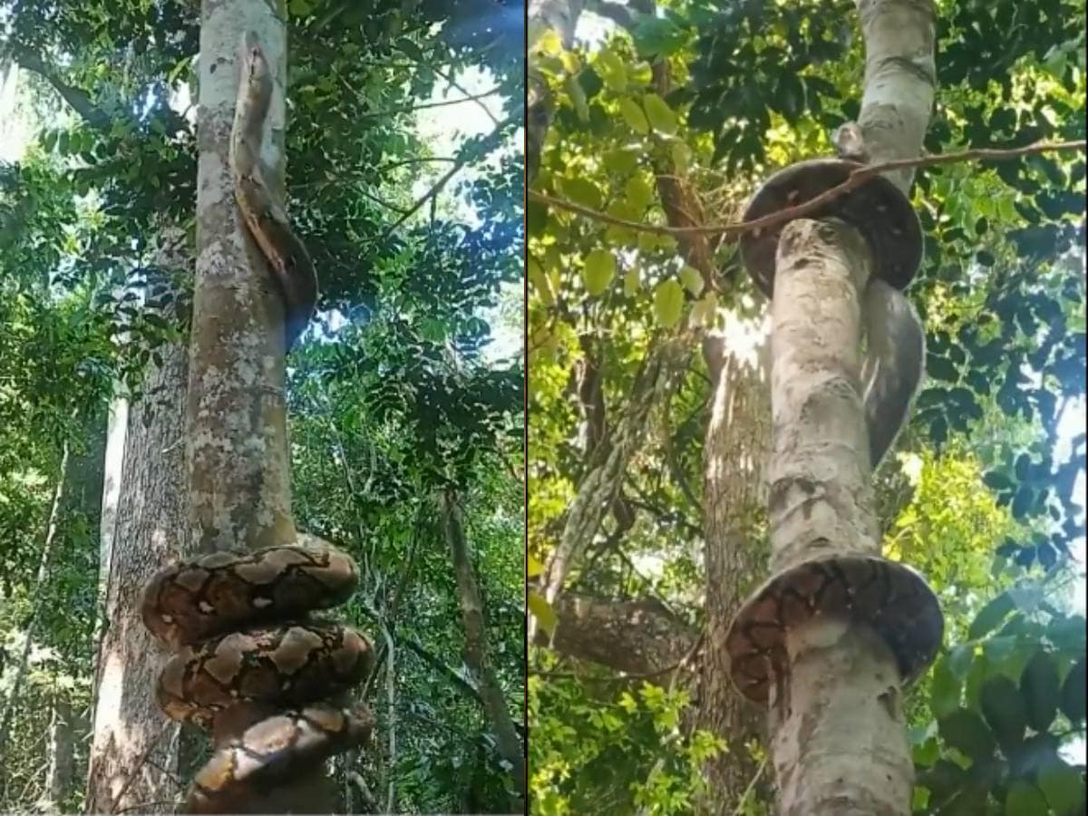 Video: जिस तेज़ी से पेड़ पर चढ़ा अजगर, देखकर फटी की फटी रह गईं लोगों की ...