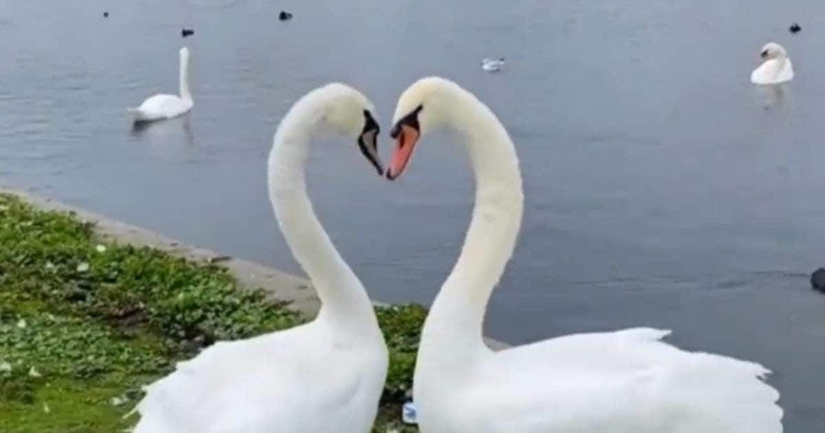 सुहाने मौसम में हंसों के जोड़े का प्यार भरा डांस, वीडियो देखकर खुश हो ...