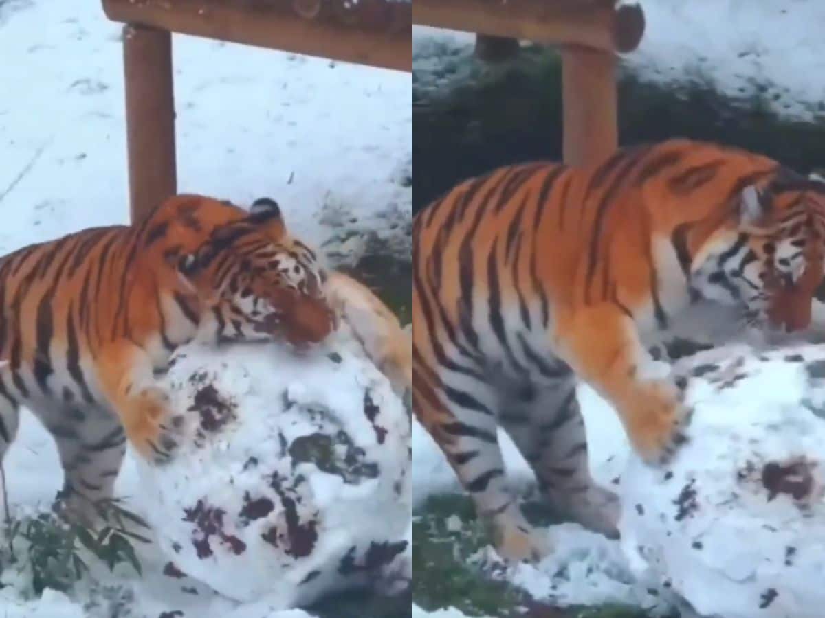 VIDEO: बर्फ के गोले से खेलता नजर आया बाघ, खूंखार शिकारी का क्यूट अंदाज ...