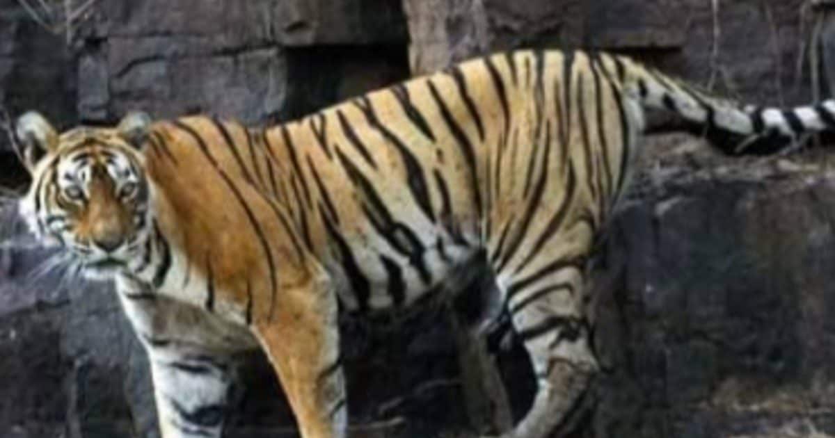 बाघों का कुनबा बढ़ानेवाली 'मछली' के योगदान को भूल चुका है राजस्थान का ...