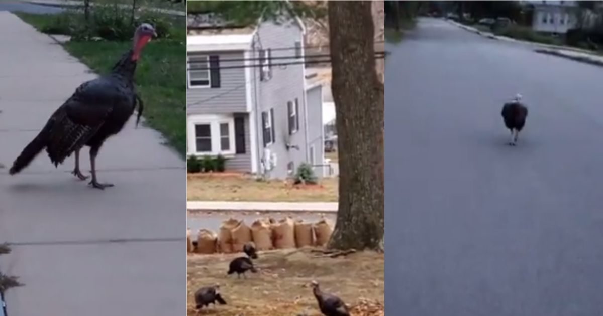 पक्षियों ने यहां नाक में किया दम, निकलते ही करने लगते हैं पीछा, लोग घर ...