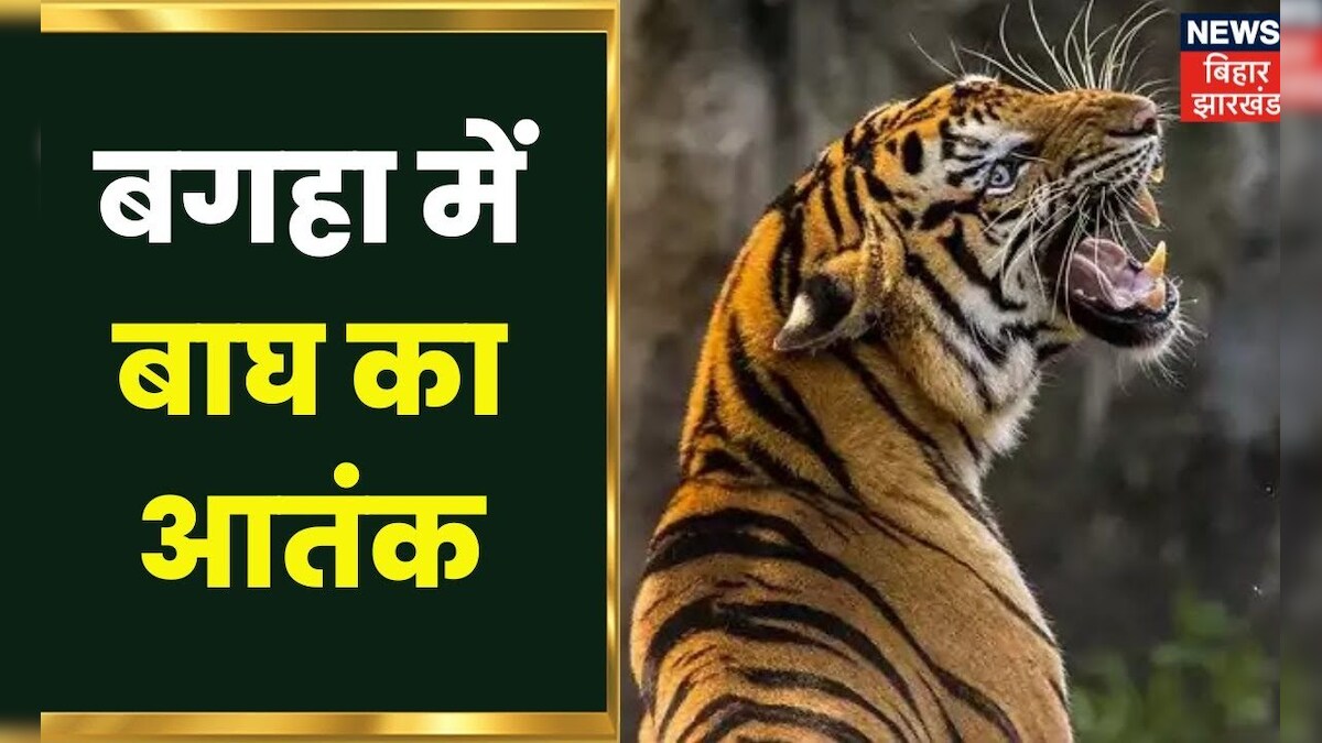 Bagaha में आतंक मचा रहा बाघ आज भी वनकर्मियों की पकड़ से बाहर, ग्रामीणों ...