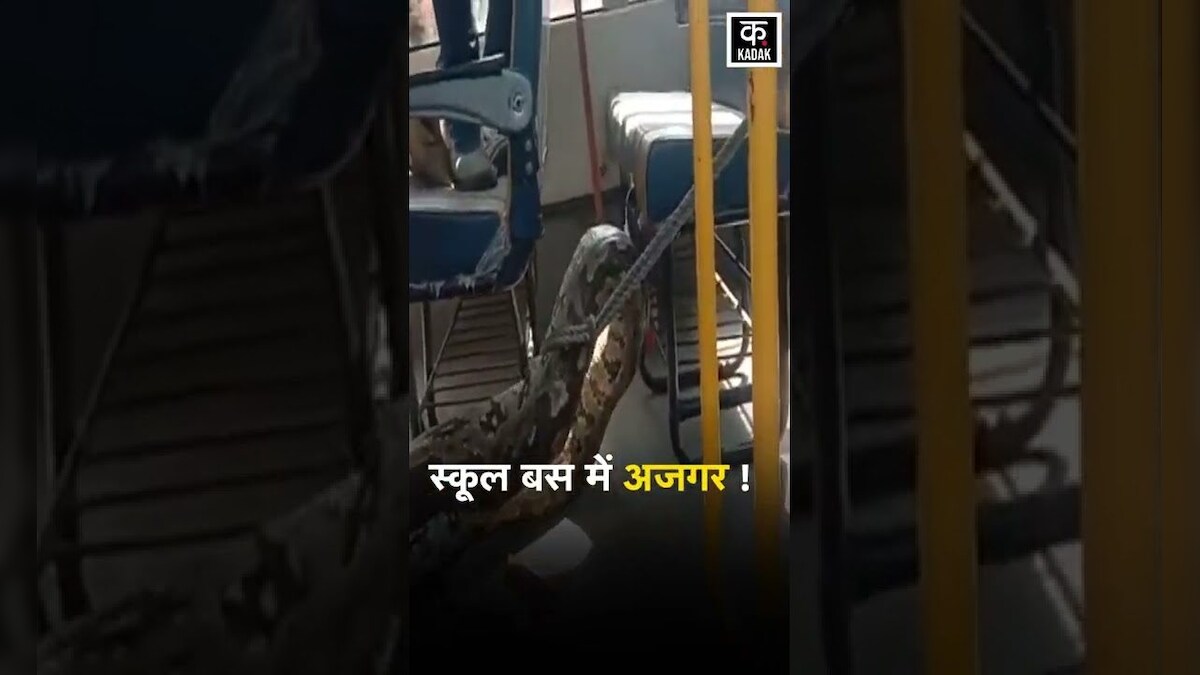 Python in School Bus: स्कूल बस में मिला मोटा अजगर, Video देख सहम जाएंगे ...