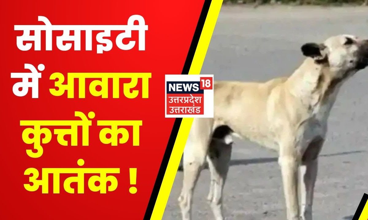 Noida Dog Attack | सोसाइटी में घूम रहे आवारा कुत्ते! बच्चों पर खतरा ...