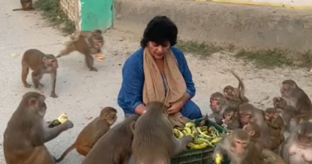 इस महिला का बंदरों से है मां-बच्चे जैसा प्यार, पढ़ें- मंकी लवर की अनोखी ...