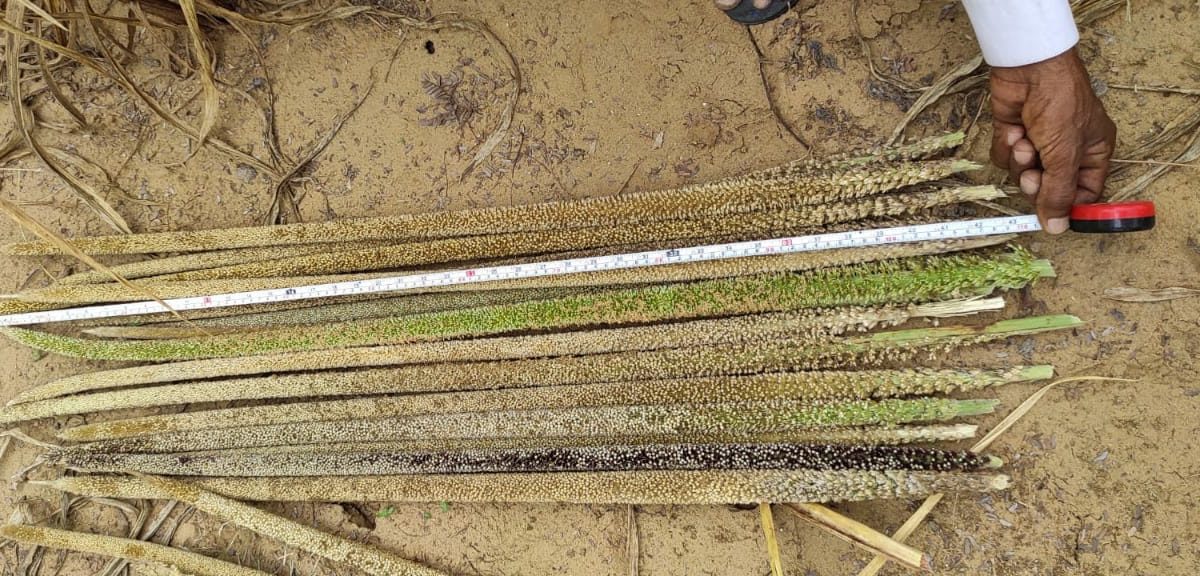 Churu: उन्नत खेती कर किसान ने उगाया 3 फुट से लंबा बाजरे का सिट्टा ...