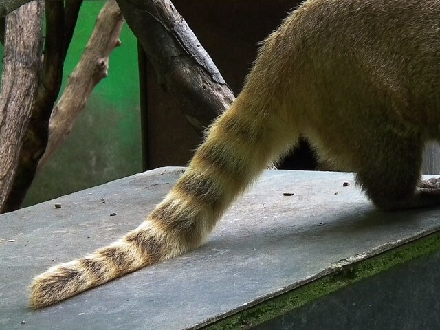 क्या कहता है विज्ञान: आखिर क्यों होती है जानवरों की पूंछ? - what does ...