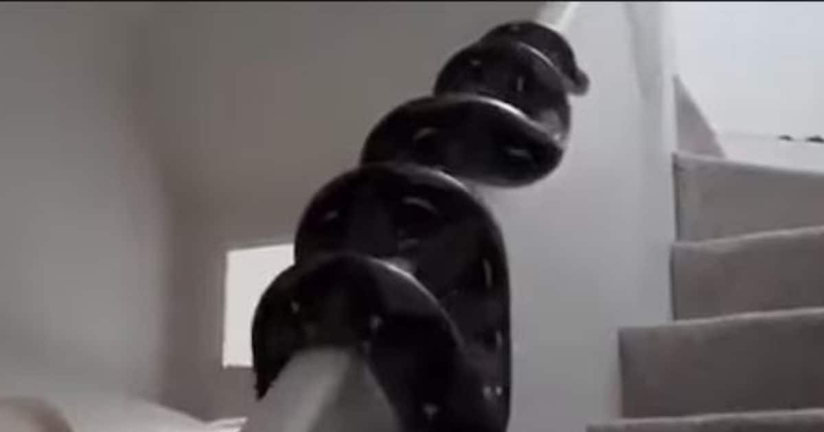 घर के अंदर सीढ़ियों के सहारे ऊपर चढ़ गया अजगर, देंखे रोंगटे खड़े कर ...